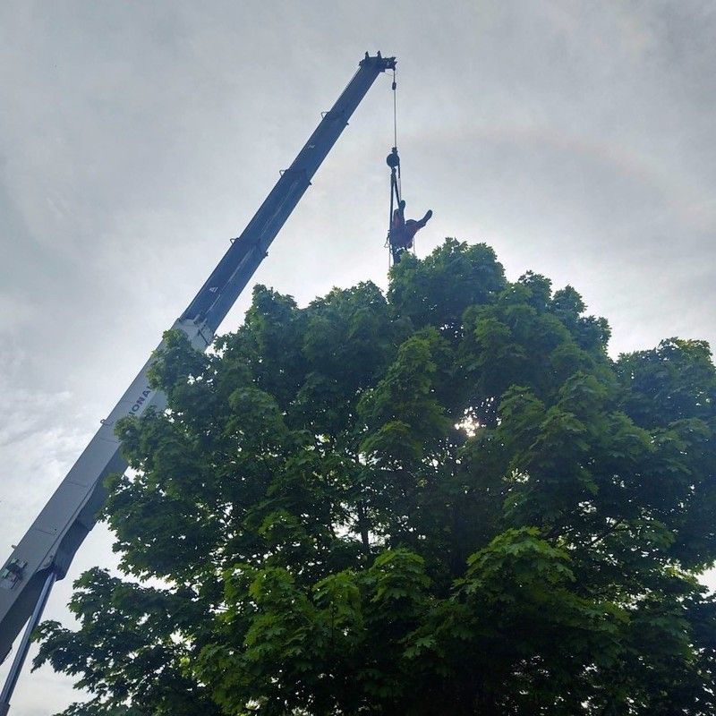 Our Work | Timber Falls Tree Care Service