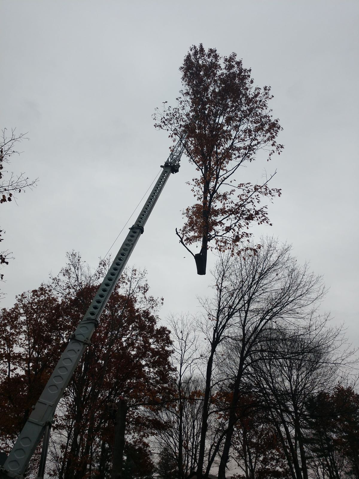 Timber Falls Tree Care Service | Tree Work, Arborist