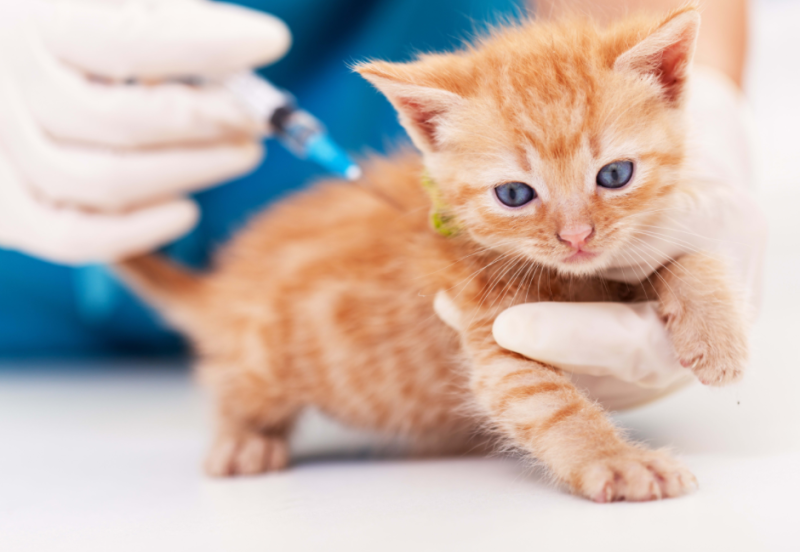 Finney County Humane Society | Animal Shelter | Garden City KS