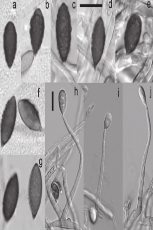 Mold Library | North, Central & South FL 🍊 | Mold Masters 🦠