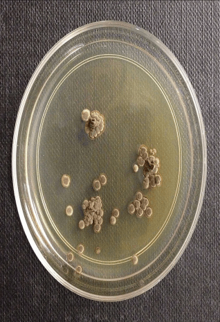 Mold Library | North, Central & South FL 🍊 | Mold Masters 🦠