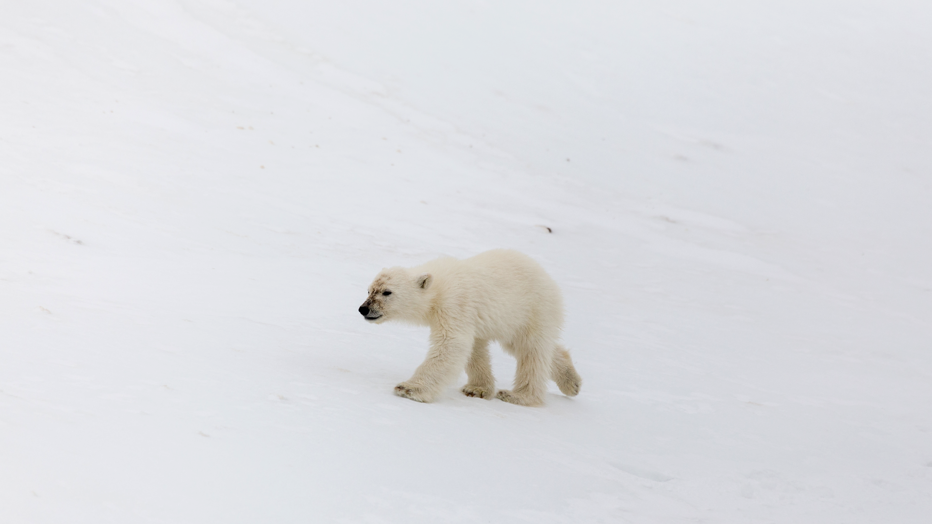 June in Svalbard: Embracing the Midnight Sun and Outdoor Adventures