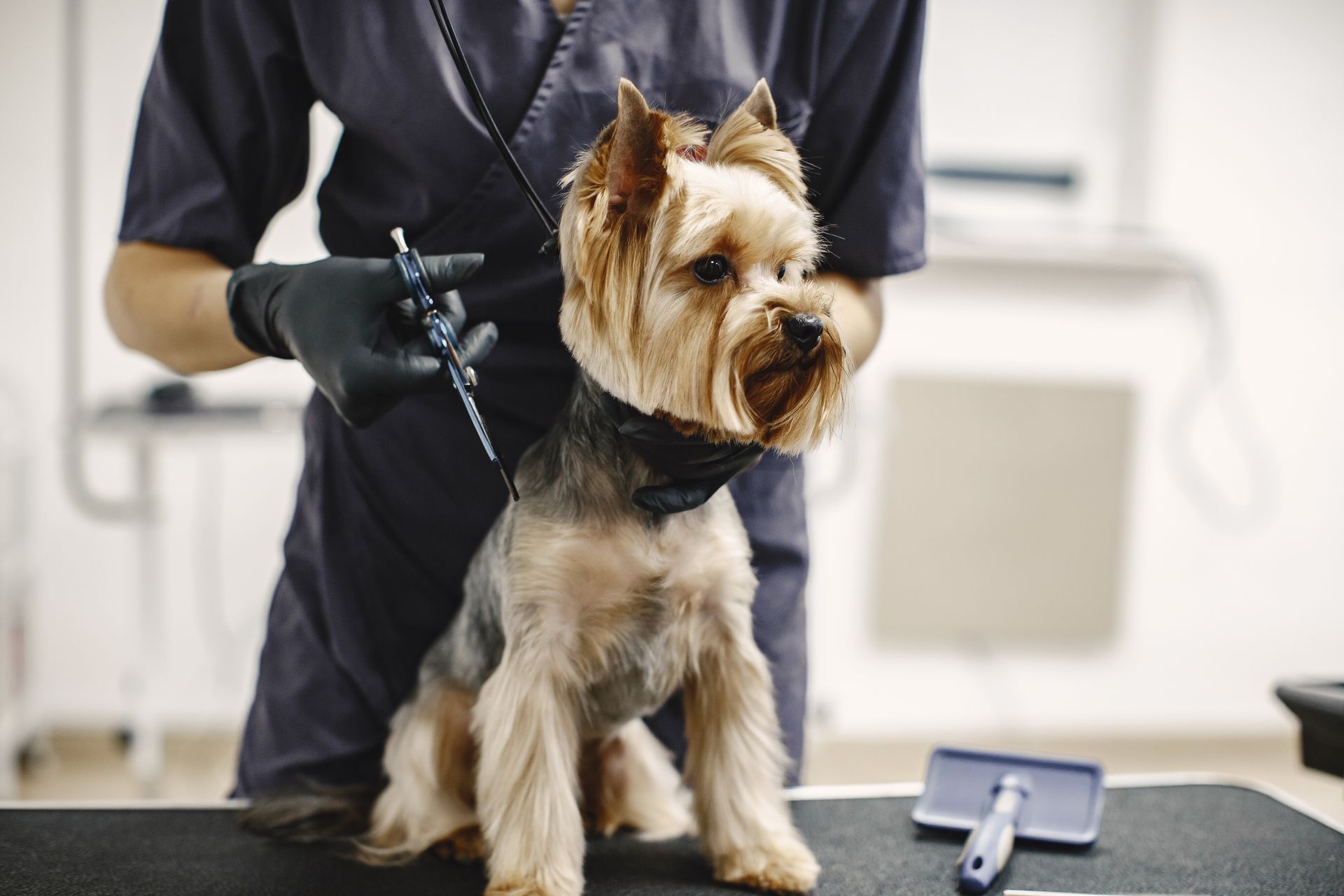 Pet Grooming Styles and Salon Memphis | Pet Grooming