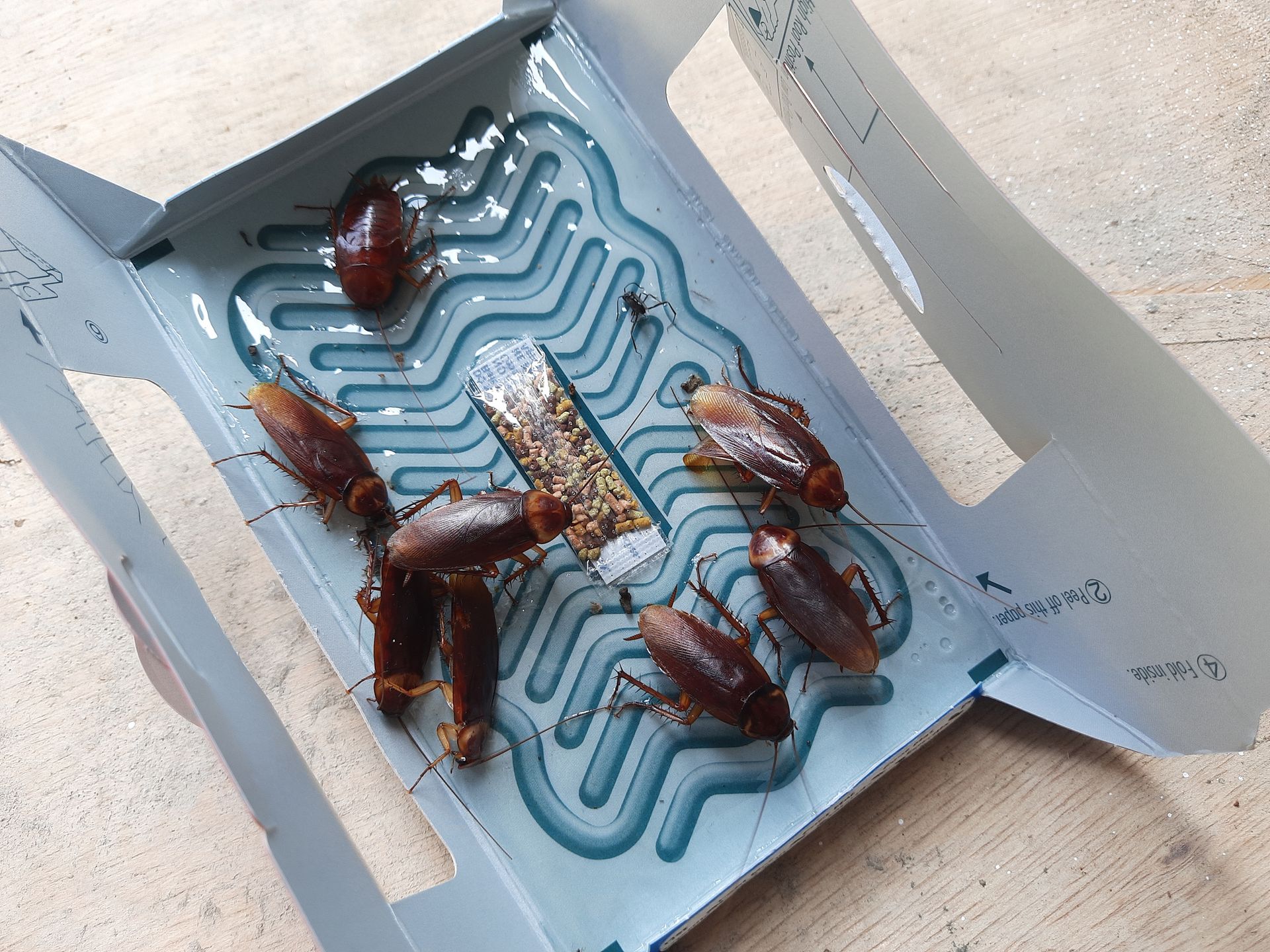 Trattamenti e disinfestazione da formiche e scarafaggi a Bologna