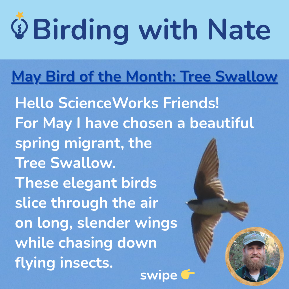 Birding with Nate: May Bird of the Month