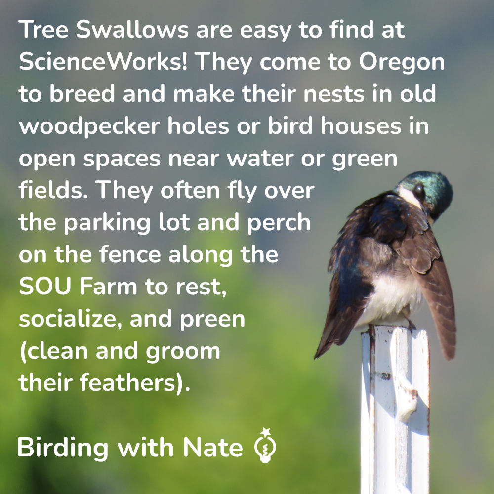Birding with Nate: May Bird of the Month