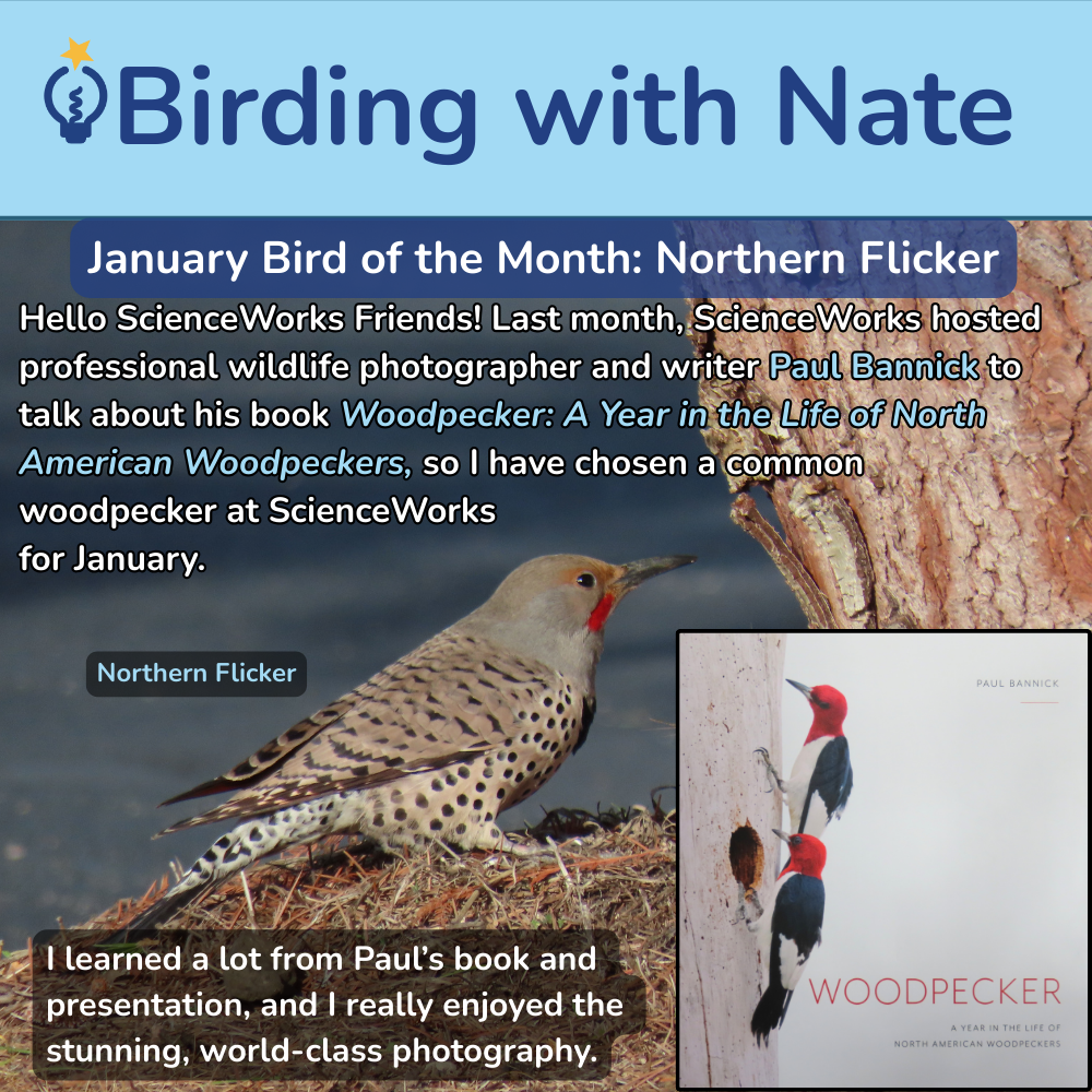 Birding With Nate — January Bird of the Month: Northern Flicker