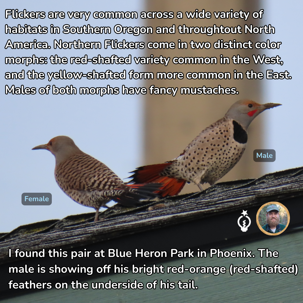Birding With Nate — January Bird of the Month: Northern Flicker