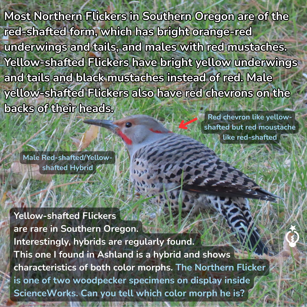 Birding With Nate — January Bird of the Month: Northern Flicker