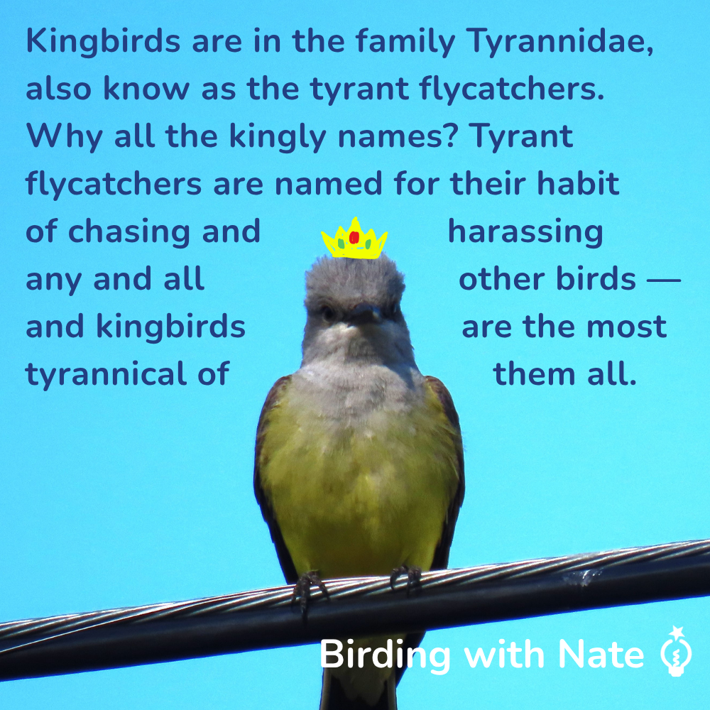 Birding with Nate — June Bird of the Month: Western Kingbird