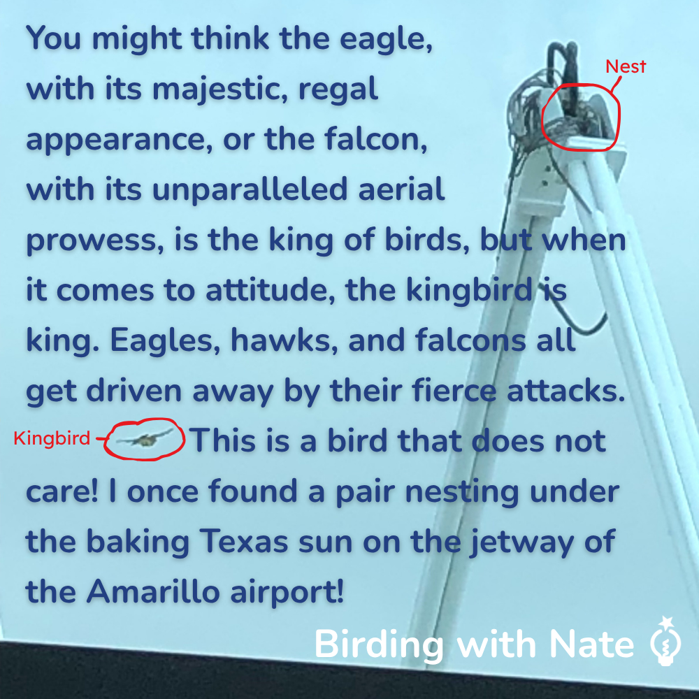 Birding with Nate — June Bird of the Month: Western Kingbird