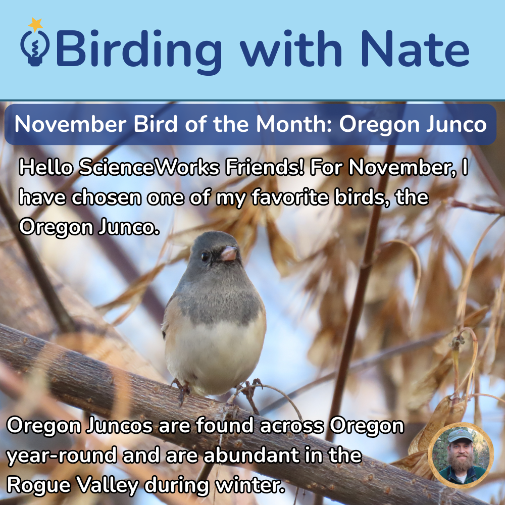 Birding With Nate — November Bird of the Month: Oregon Junco