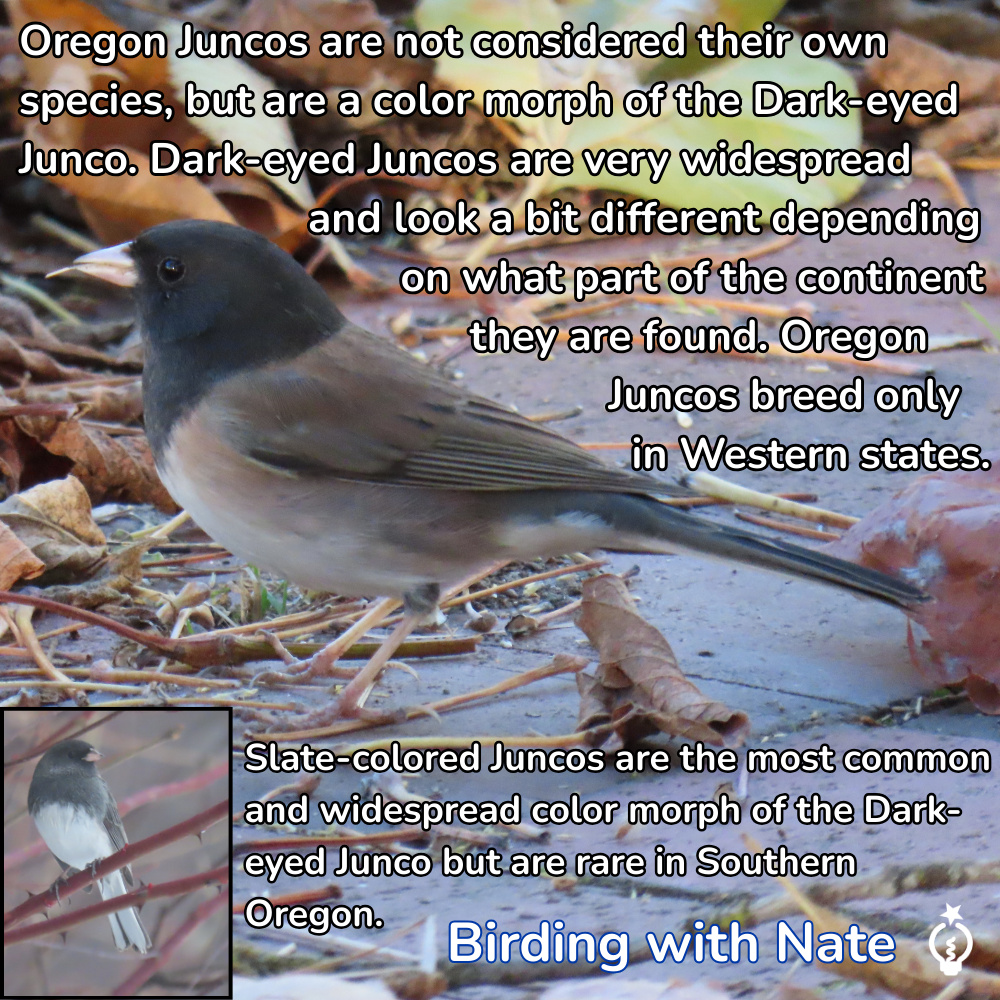 Birding With Nate — November Bird of the Month: Oregon Junco