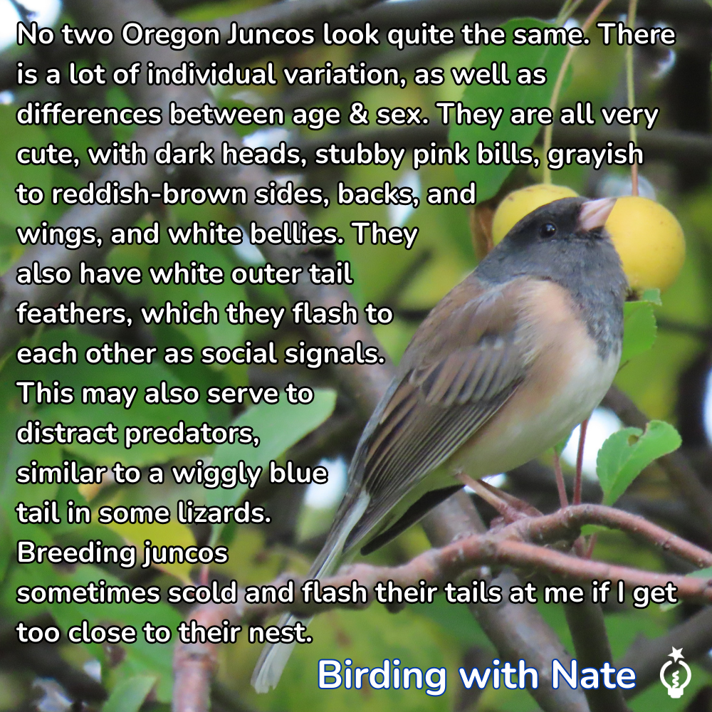 Birding With Nate — November Bird of the Month: Oregon Junco