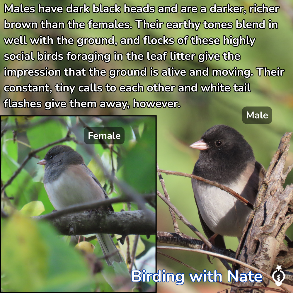 Birding With Nate — November Bird of the Month: Oregon Junco
