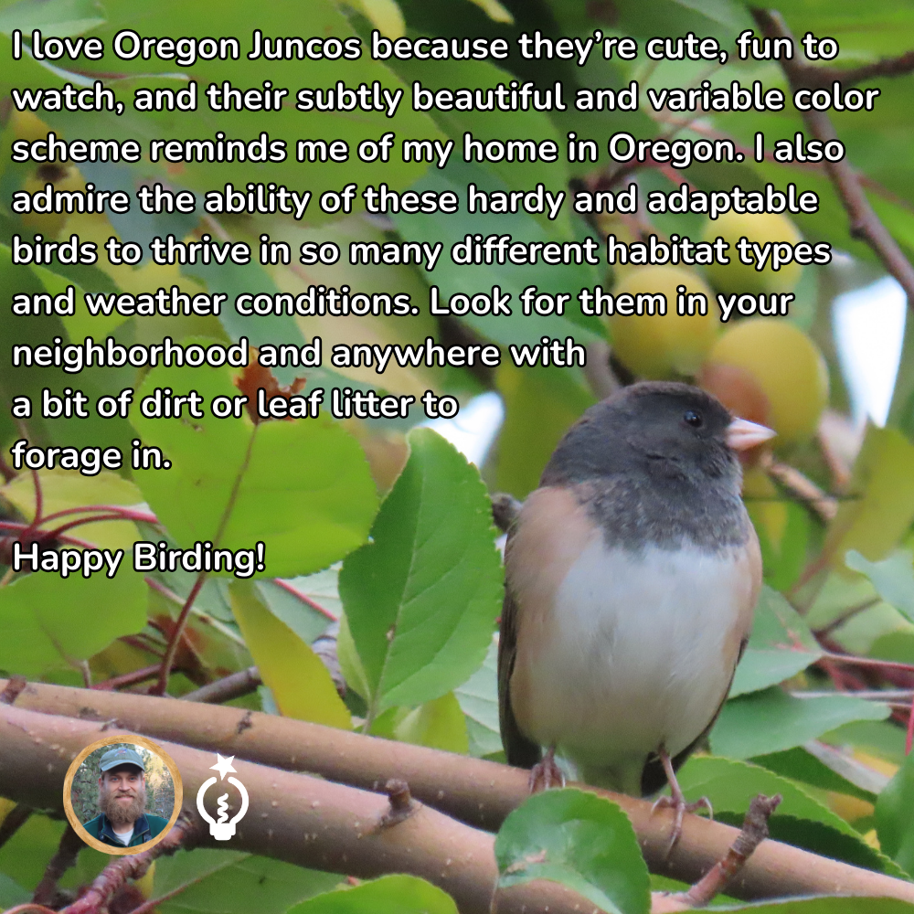Birding With Nate — November Bird of the Month: Oregon Junco