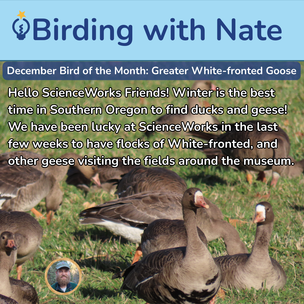 Birding With Nate — December Bird of the Month: Greater White-Fronted Goose