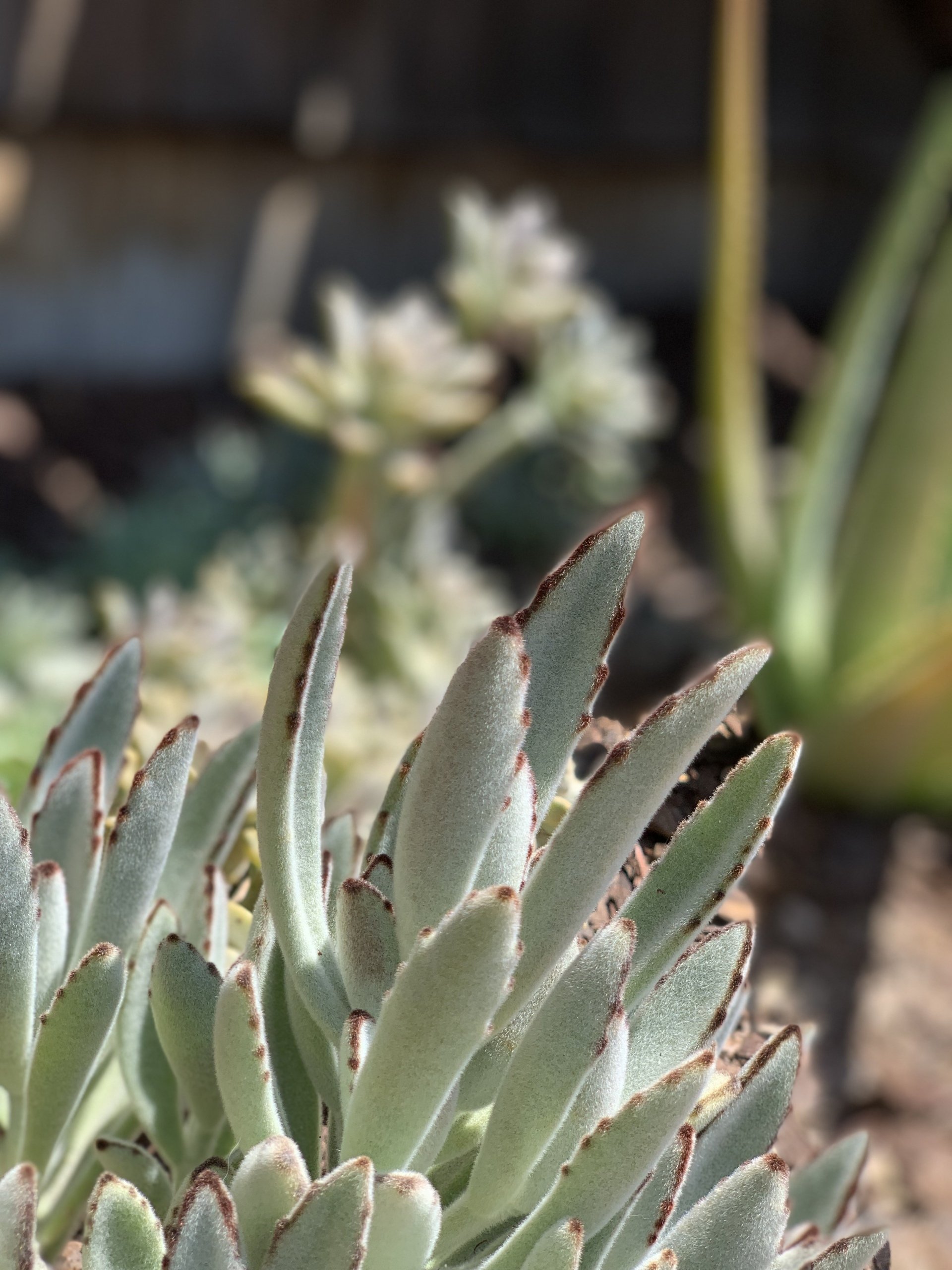 Best Landscaping in Oceanside CA