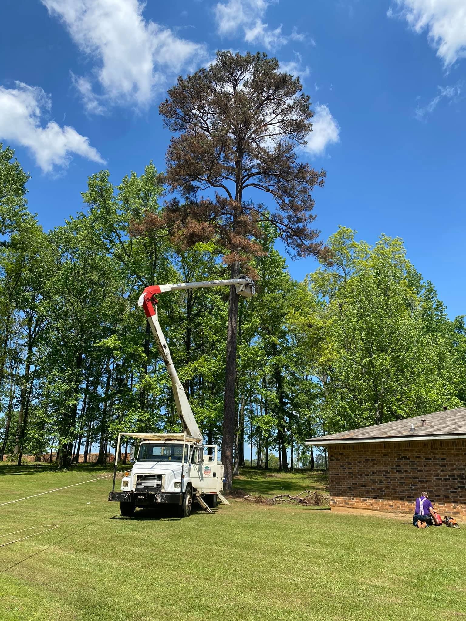 Klean Kut Trees | Ball, Pineville, Jena and Alexandria, LA | Jena, LA