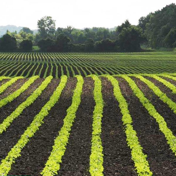 Holistic Modalities by Dr. Alicia Armitstead