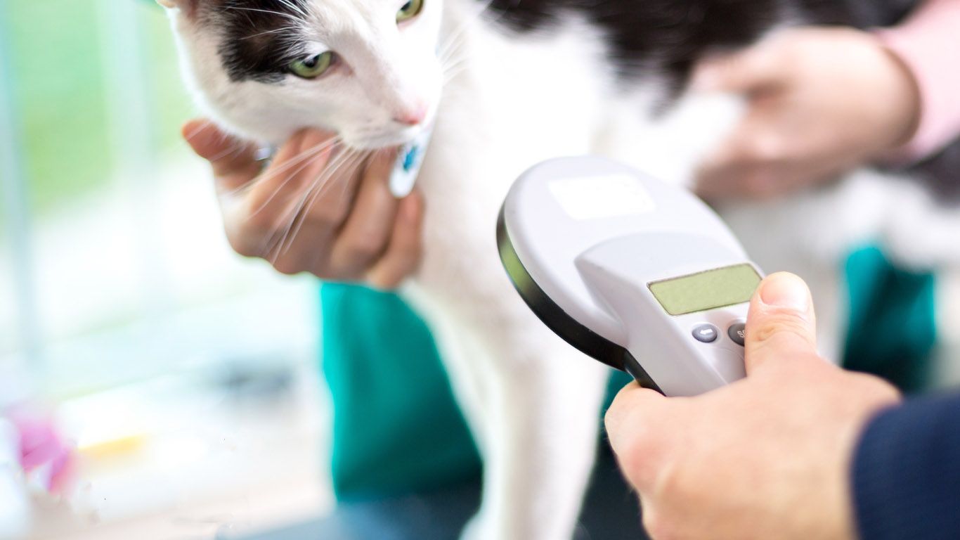 Microchip para Perros en Queretaro | Gatos