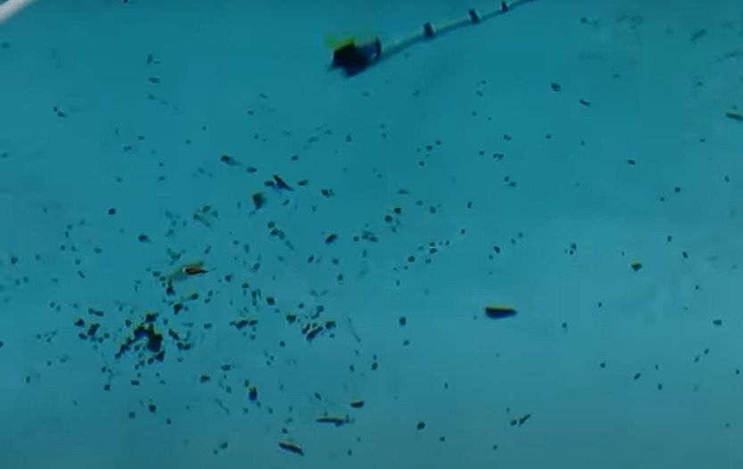 How to Get Rid of Algae in Pool