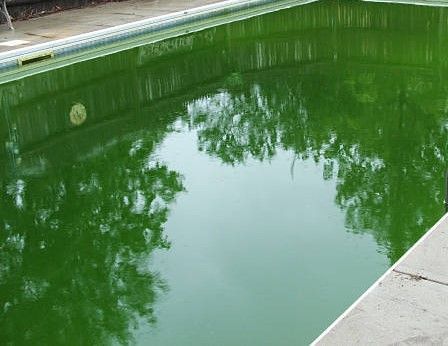 How to Get Rid of Algae in Pool