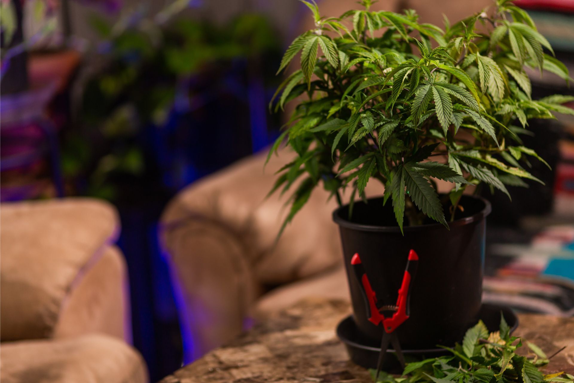 Cannabis Insurance (Free Quote & Coverage Info)