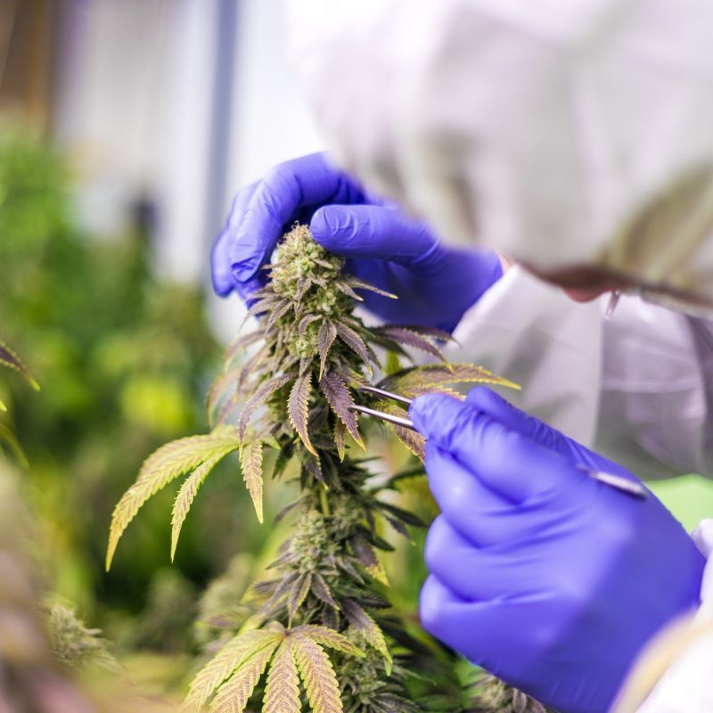 Hydroponic Farm Business Insurance (Start Your Quote)
