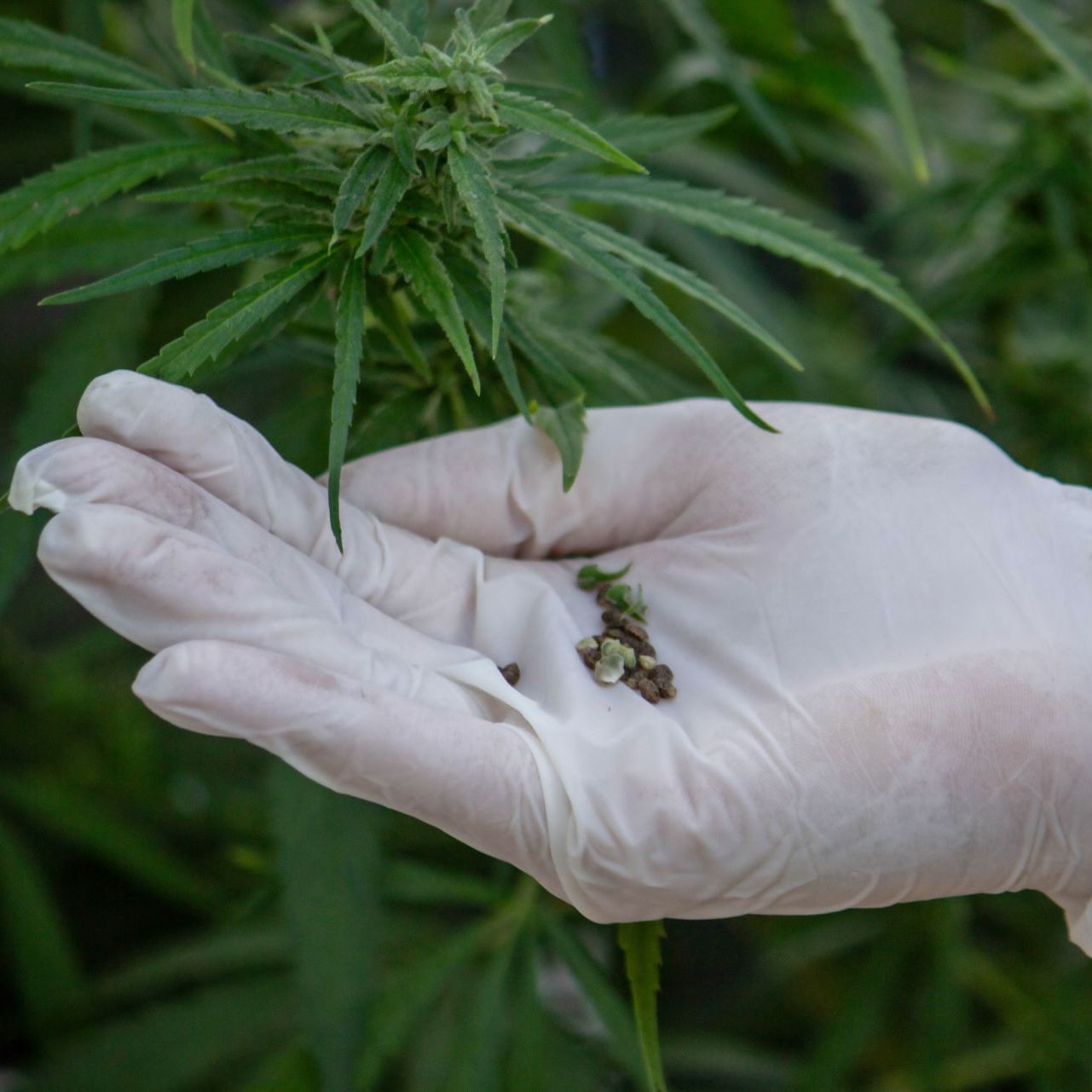 Utah Tobacco and Smoke Shop Insurance (Cost & Coverage)