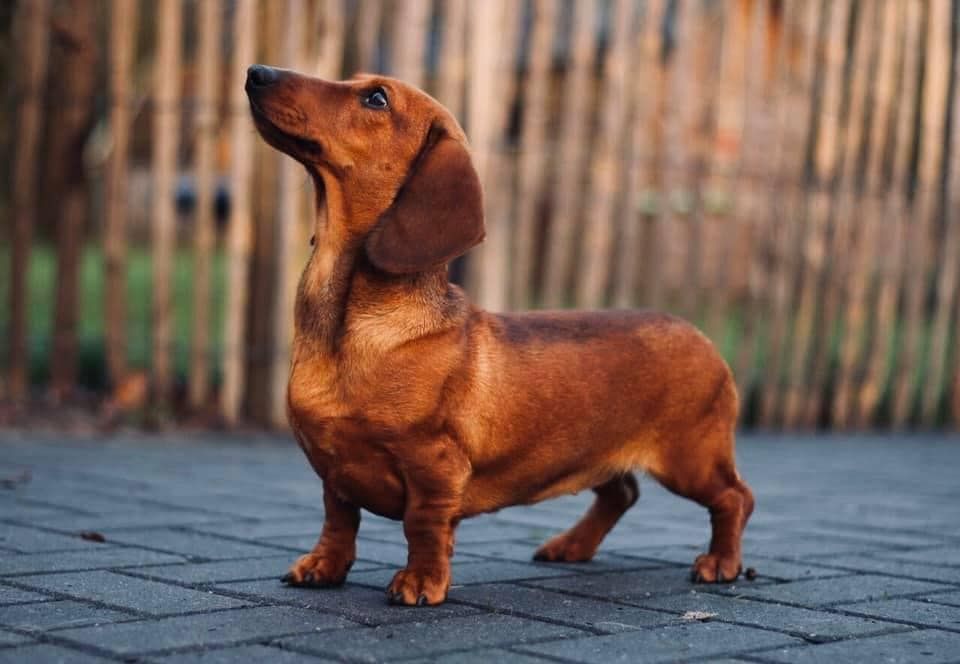 TAKKIE ONZE DWERG TECKEL