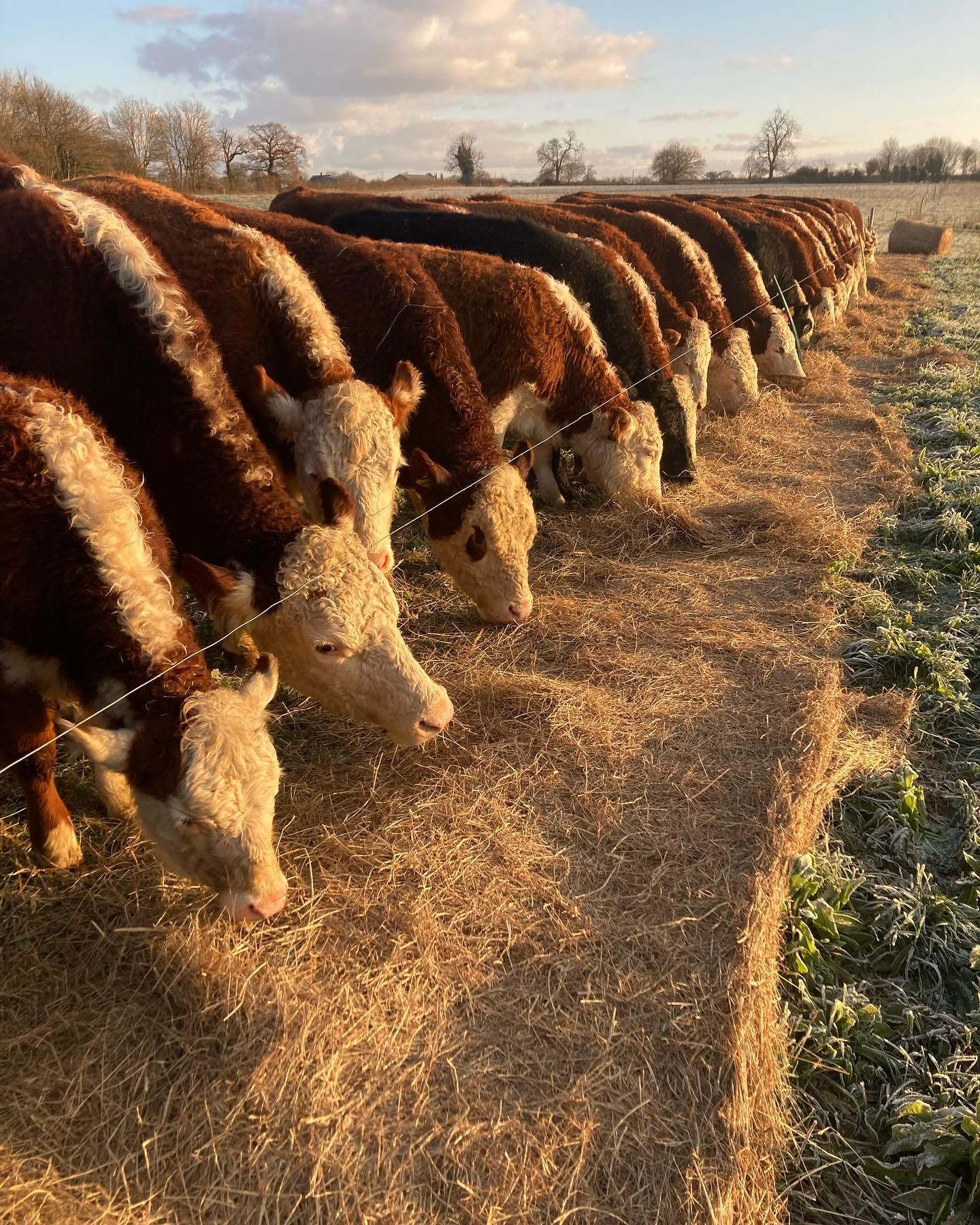 Eves Hill Farm - Norwich, Norfolk - Gallery