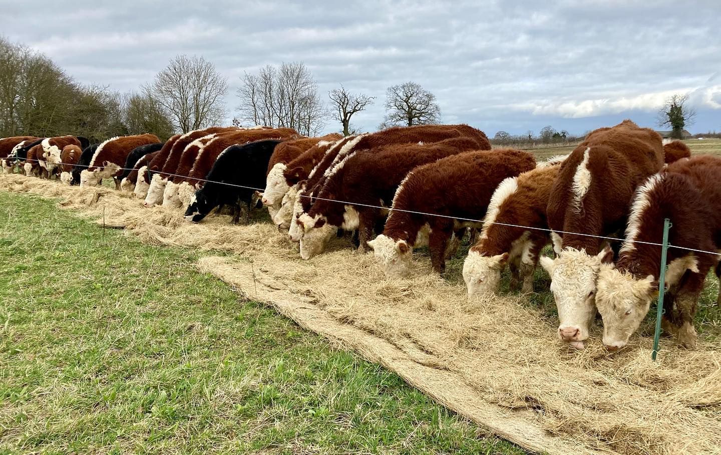 Eves Hill Farm - Norwich, Norfolk - Our Cow