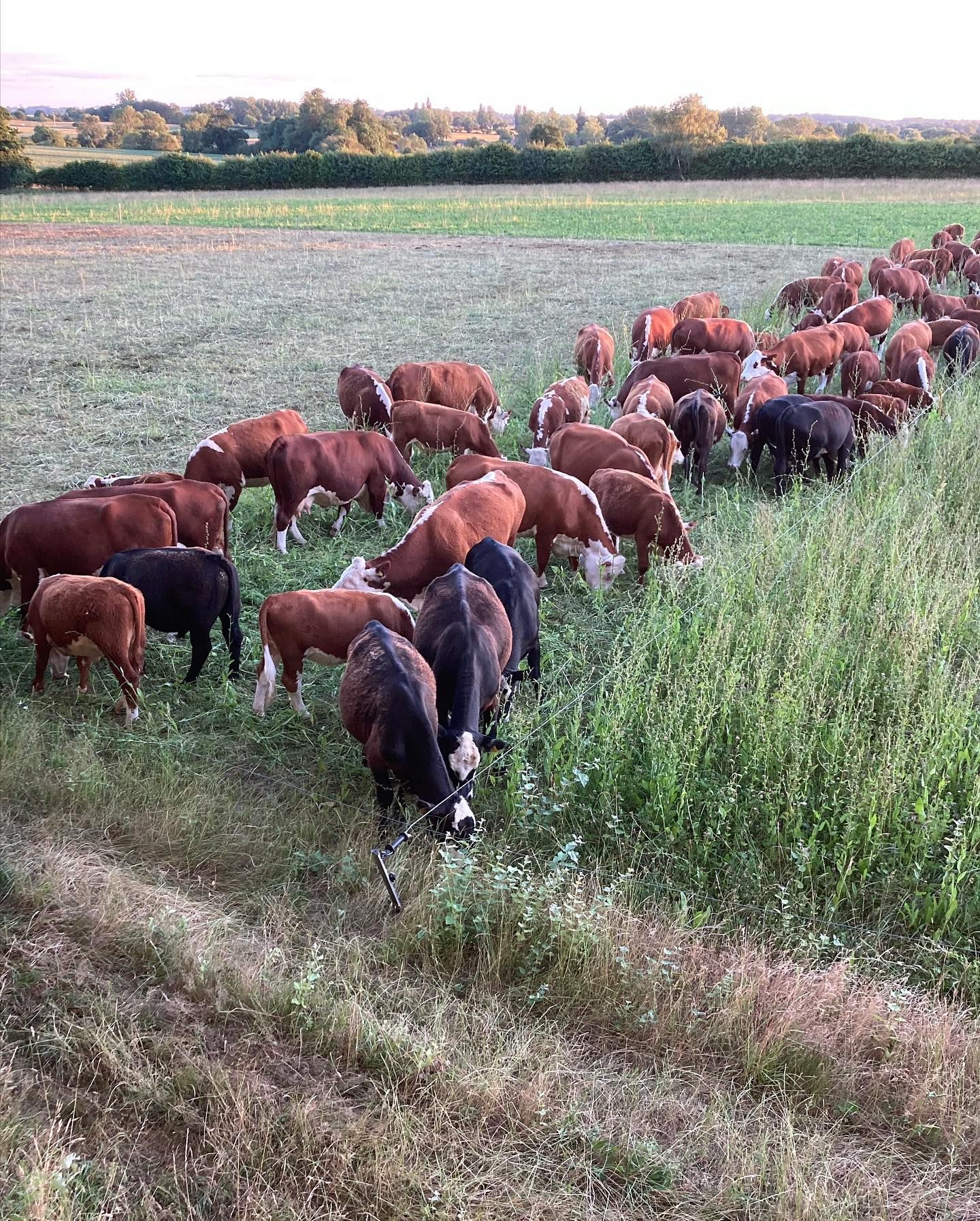 Eves Hill Farm - Norwich, Norfolk - Our Cow