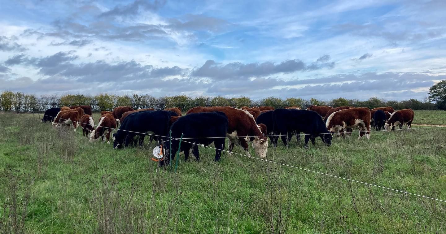 Eves Hill Farm - Norwich, Norfolk - Our Cow