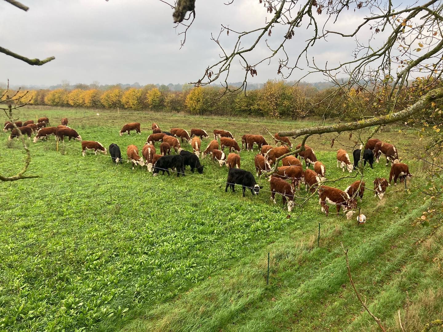Eves Hill Farm - Norwich, Norfolk - Gallery