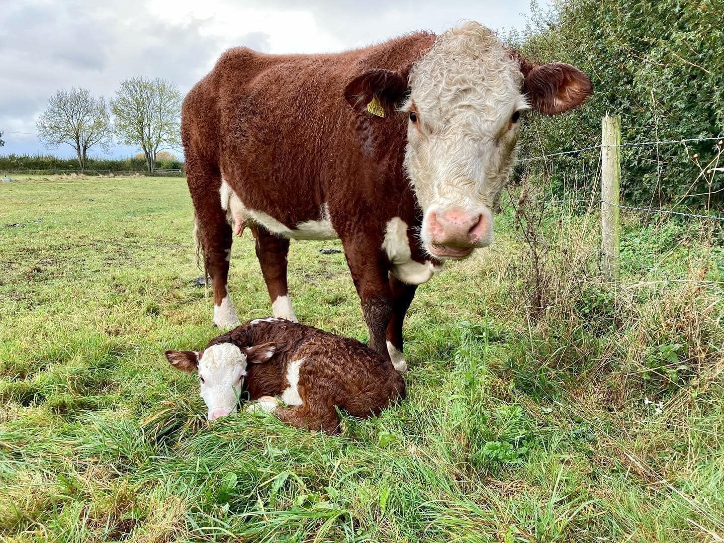 Eves Hill Farm - Norwich, Norfolk - Our Cow