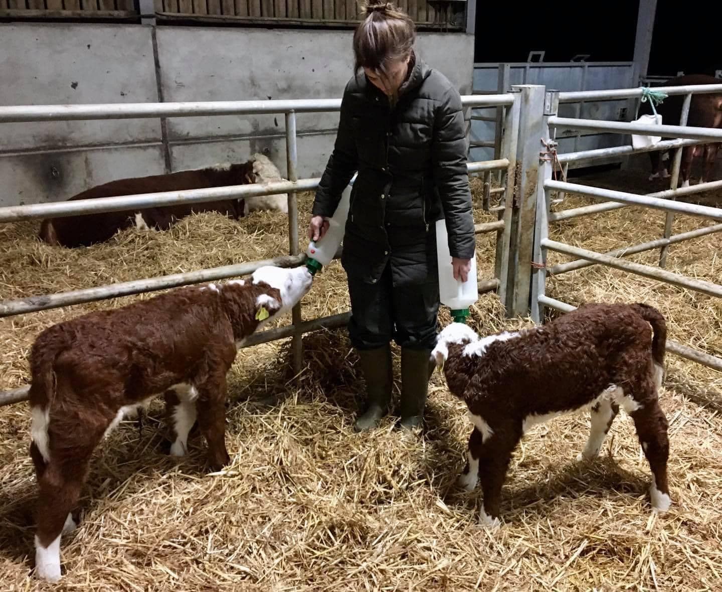 Eves Hill Farm - Norwich, Norfolk - Our Cow