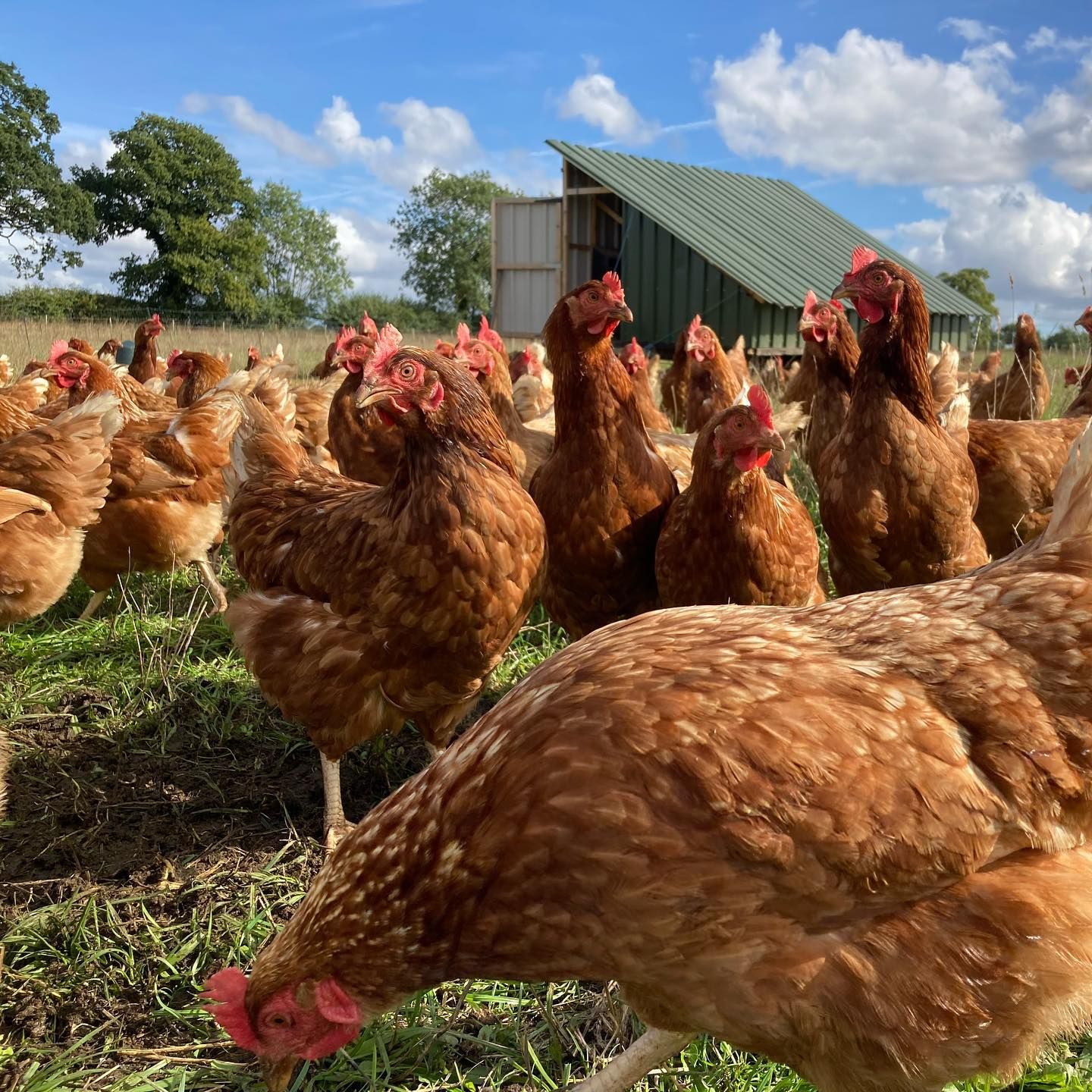 Eves Hill Farm - Norwich, Norfolk - Our Chickens