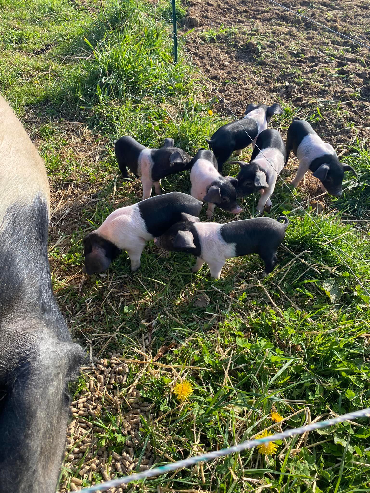 Eves Hill Farm - Norwich, Norfolk - Our Pigs