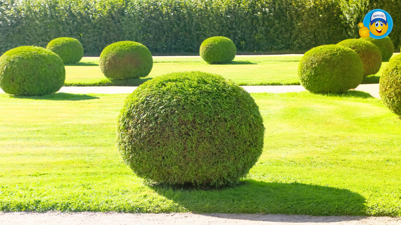Pruned to Perfection: Elevate Your Perth Entry with Topiary Balls
