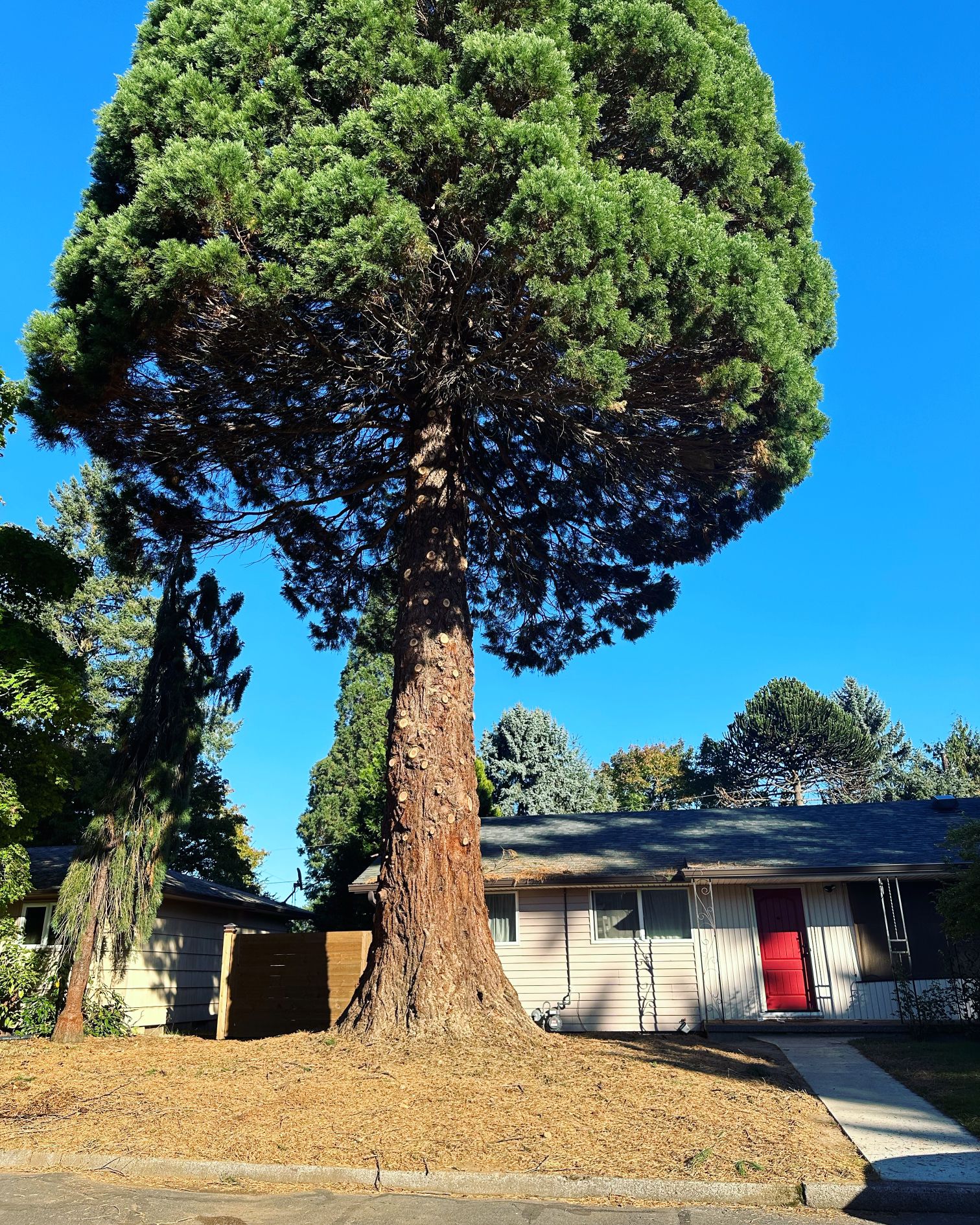 Portland Top Rated Tree Service - Portland, OR