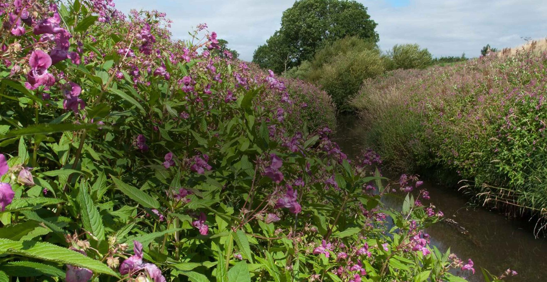 Invasive Non-Native Species - Yorkshire Dales Rivers Trust