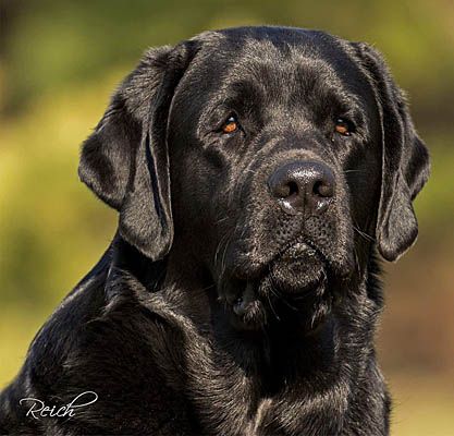 Devonshire Labradors | Huck's Offspring