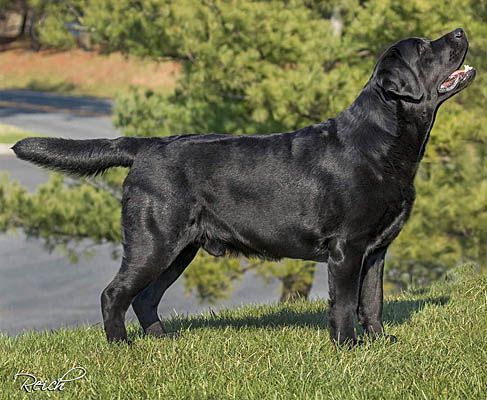 Devonshire Labradors | Huck's Offspring