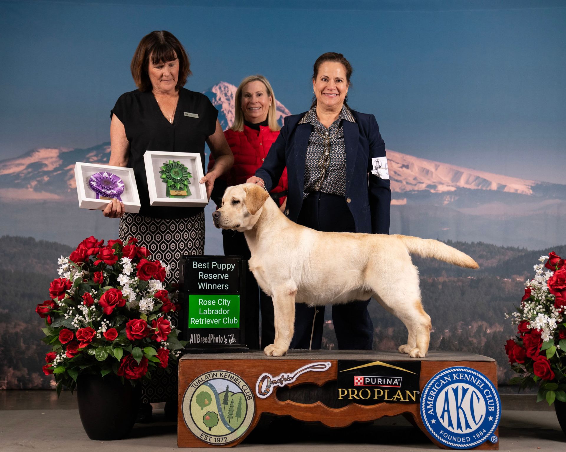 Devonshire Labradors | Bosley