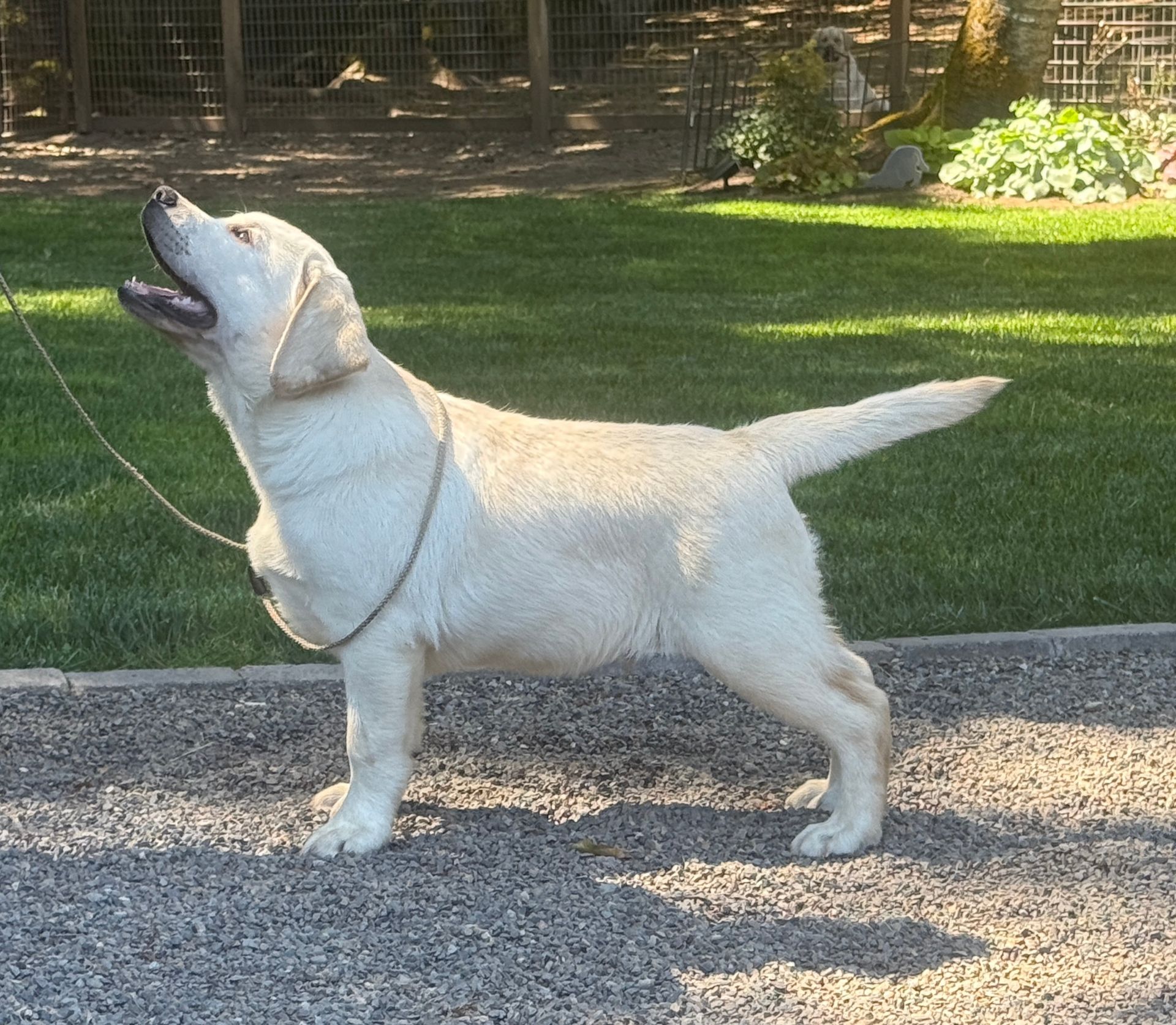 Devonshire Labradors | Youngsters