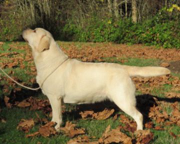 Devonshire Labradors | Our Dogs