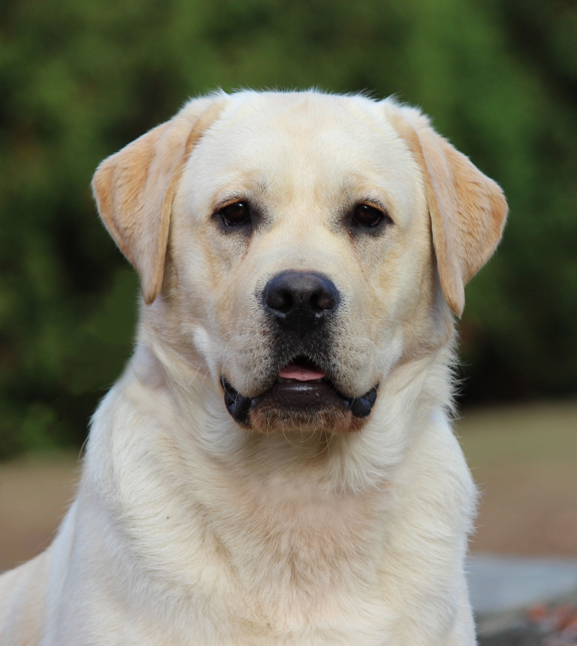 Devonshire Labradors | Huck's Offspring