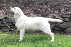 Devonshire Labradors | Florence